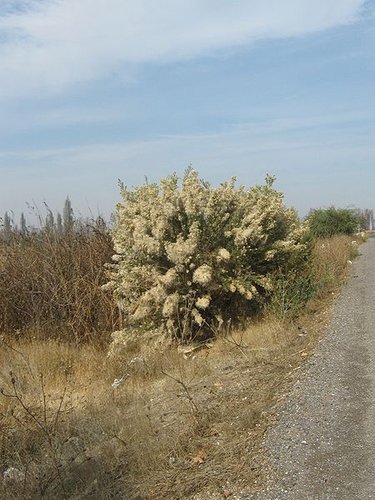 Baccharis linearis | plant lust
