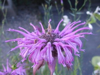 Monarda 'Prairie Gypsy' | Prairie Gypsy Bee Balm | plant lust