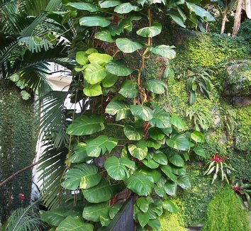 Epipremnum from multiple nurseries on Plant Lust