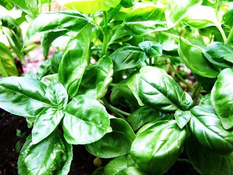 Italian Large Leaf Basil | Sweet Basil | plant lust