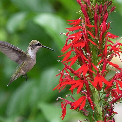 Select Seeds - plant lust