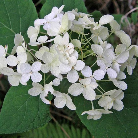Hydrangea arborescens ssp. radiata 'Samantha' | Hydrangea arborescens ...