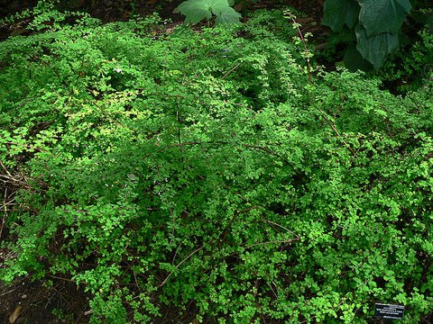 Fuchsia microphylla ssp. hidalgensis | Small Leafed Fuchsia | plant lust