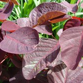 Euphorbia 'Purple Preference' | plant lust