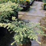 Tsuga canadensis 'Woodrose' | | plant lust