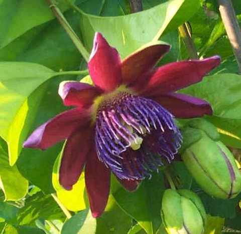Passiflora phoenicia 'Ruby Glow' | Passiflora alata 'Ruby Glow ...
