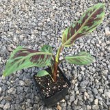 Musa acuminata 'Zebrina' | Musa acuminata ssp. zebrina | Musa sumatrana ...