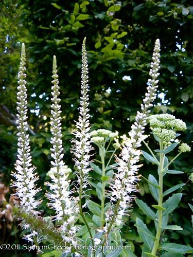 Veronicastrum virginicum 'Album' | Veronicastrum virginicum 'Alba ...