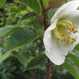Stewartia sinensis | Stewartia gemmata | Chinese Stewartia | plant lust