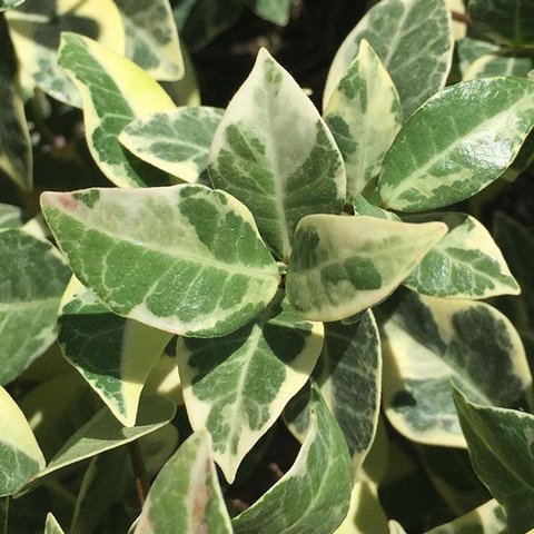 Trachelospermum jasminoides 'Variegatum' | Variegatum Asian Star ...