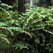 Polygonatum odoratum 'Spiral Staircase' | Spiral Staircase Solomon's ...
