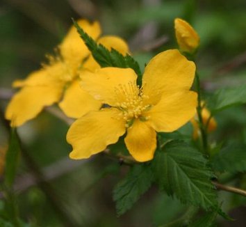 Kerria from multiple nurseries on Plant Lust