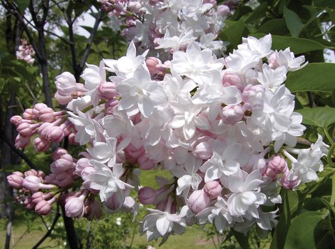 Syringa vulgaris Beauty of Moscow | Syringa vulgaris 'Beauty Of Moscow ...