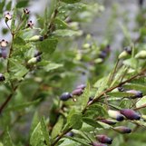 Myrtus communis | Mediterranean Myrtle | plant lust