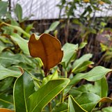 Magnolia grandiflora 'Kay Parris' | Kay Parris Southern Magnolia ...
