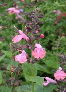 Salvia coccinea 'Brenthurst' | Salvia coccinea 'Brenthurst Pink ...