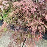 Acer palmatum 'Red Dragon' | Acer palmatum dissectum 'Red Dragon ...