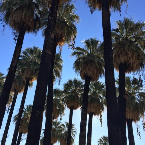 Washingtonia filifera | Washingtonia filibusta | Arizona Fan Palm ...