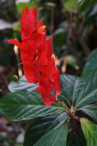 Ruellia chartacea | Ruellia colorata | LOBSTER CLAW | Wild Petunia ...