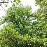 Viburnum odoratissimum var. awabuki | Viburnum awabuki | Viburnum ...