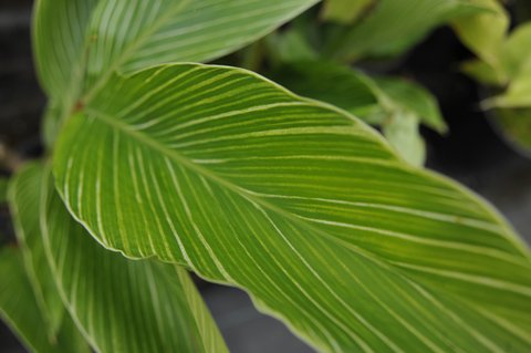 Alpinia formosana | Alpinia formosana 'Pinstripe' | Hedychium formosana ...