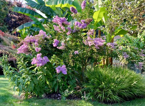 Lagerstroemia 'Yuma' | Lagerstroemia x fauriei 'Yuma' | Yuma Crape ...
