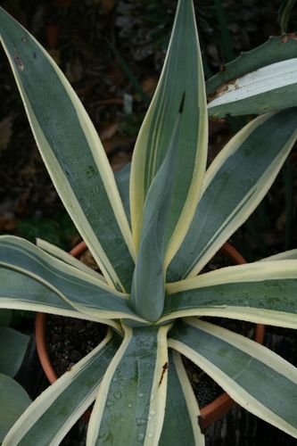 Agave weberi 'Marginata' | Agave weberi marginata | Webers Agave| plant ...