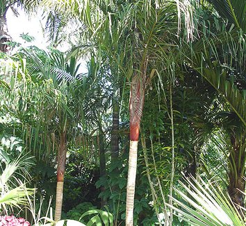 Geonoma from multiple nurseries on Plant Lust