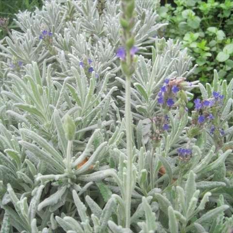 Lavandula x ginginsii 'Goodwin Creek Grey' | Lavandula 'Goodwin Creek ...