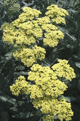 Achillea Anthea™ | Achillea 'Anthea' | Anblo Yarrow | Anthea™ Perennial ...