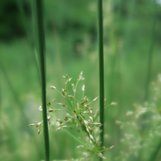 Juncus effusus | Common Rush | plant lust