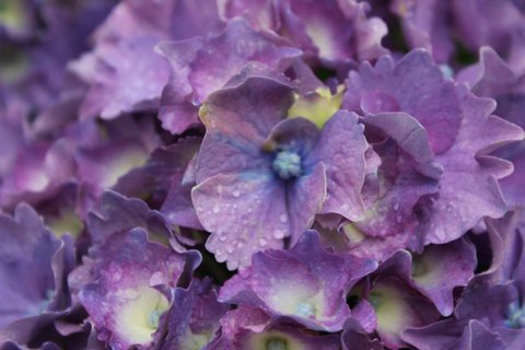 Hydrangea macrophylla 'Lemmenhof' | Hydrangea macrophylla 'Lemmonhoff ...