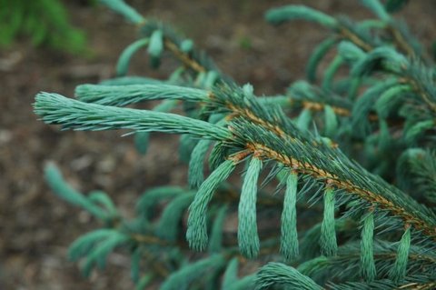 Picea engelmannii 'Blue Magoo' | Blue Magoo Engelmann Spruce | plant lust