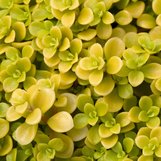Sedum makinoi 'Ogon' | Ogon Sedum | plant lust