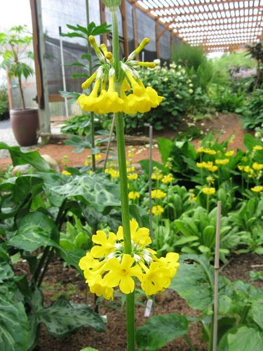 Primula prolifera | Amber Candelabra Primrose | plant lust