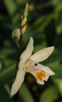 Bletilla ochracea 'Chinese Butterfly' | Bletilla Chinese Butterfly ...