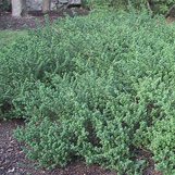 Prostanthera cuneata | Alpine Bush Mint | Australian Mint Bush | plant lust