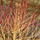 Cornus sanguinea Arctic Sun® PP19892 | Cornus sanguinea 'Artic Sun ...