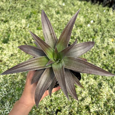 Ananas comosus var. microstachys 'Cathy' | Ananas nanus 'Cathy' | Cathy ...