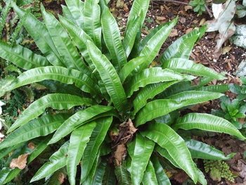Asplenium scolopendrium | Phyllitis scolopendrium | Scolopendrium ...
