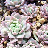 Echeveria prolifica | | plant lust