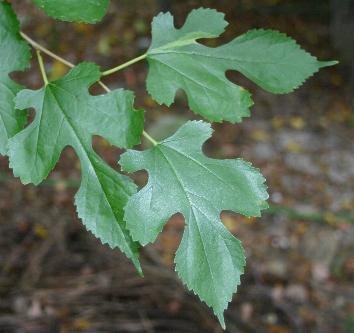 Morus alba 'Unryu' | Morus bombycis 'Unryu' | Uhryu Contorted Mulberry ...