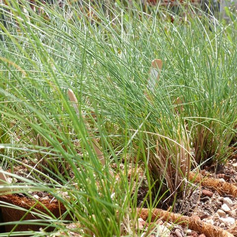 Festuca rubra 'Molate' | Festuca rubra 'Pt. Molate' | Red Fescue | Semi ...