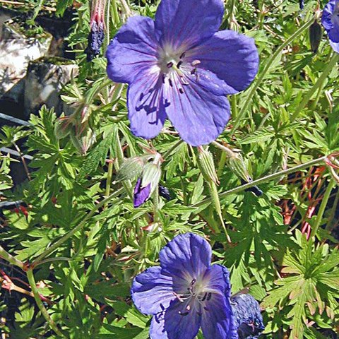 Geranium 'Brookside' | Brookside Hardy Cranesbill | Brookside Hardy ...
