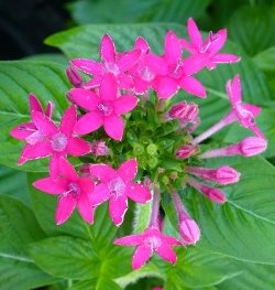 Pentas lanceolata [purple rose] | Pentas lanceolata 'Purple Rose ...