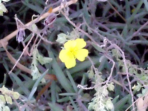 Halimium atriplicifolium | Yellow Rockrose | plant lust