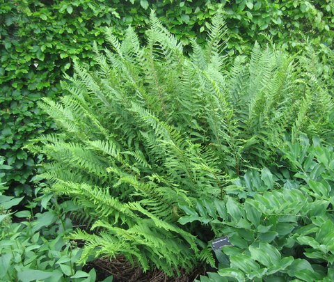 Dryopteris filix-mas | Male Fern | plant lust