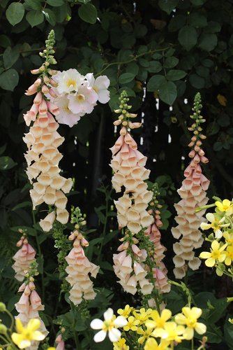 Digitalis purpurea 'Dalmatian Peach' | Dalmatian Peach Foxglove | plant ...