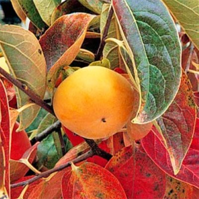 Miss Kim Persimmon | plant lust