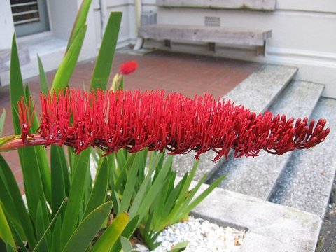 Xeronema callistemon | Poor Knights Lily | plant lust